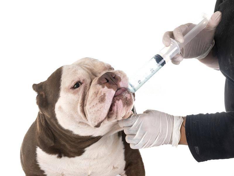Puppy Deworming Schedule: Help is on the way! - It's Everything Dogs