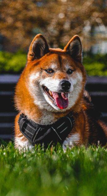 HARMONIOUS! THE 6 BEST DOG BREEDS THAT START WITH (H) - It's Everything ...