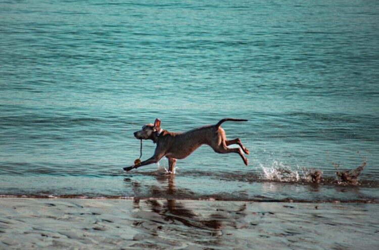 THE TOP 13 FASTEST DOG BREEDS: HOW THEY COMPARE
