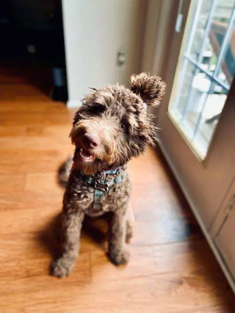HOW TO TELL WHAT COAT A LABRADOODLE PUPPY WILL HAVE