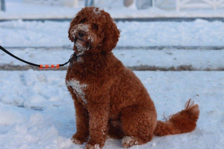 HOW TO TELL WHAT COAT A LABRADOODLE PUPPY WILL HAVE