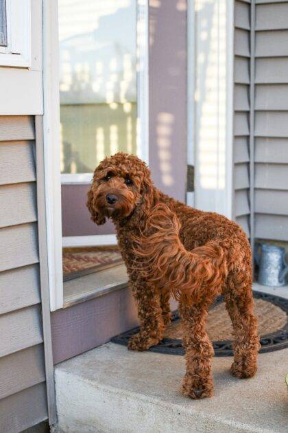HOW TO TELL WHAT COAT A LABRADOODLE PUPPY WILL HAVE