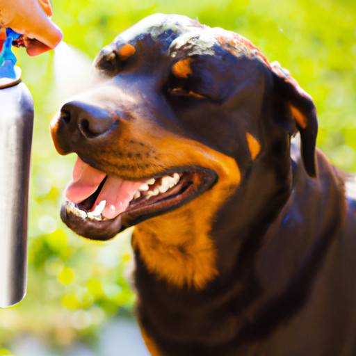 STOP TRAINING YOUR DOG WITH A SPRAY BOTTLE RIGHT NOW!