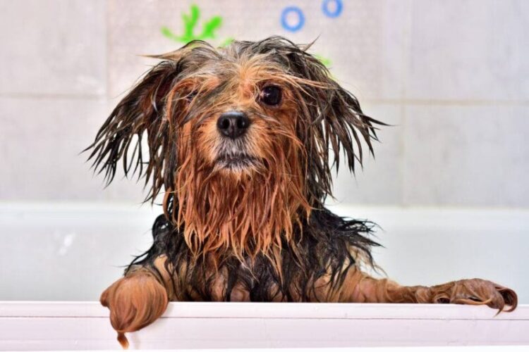Avoid baby wipes! the complete guide to cleaning your dog